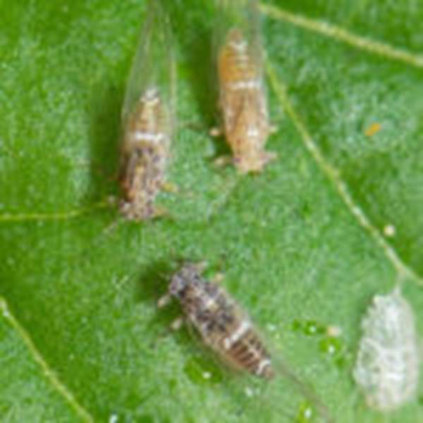 Organic Control of Tomato Potato Psyllid - Eco Organic Garden