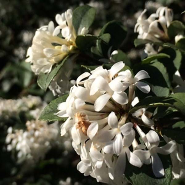 How to Grow Osmanthus - Eco Organic Garden