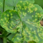 Pest & Disease Control Archives - Eco Organic Garden