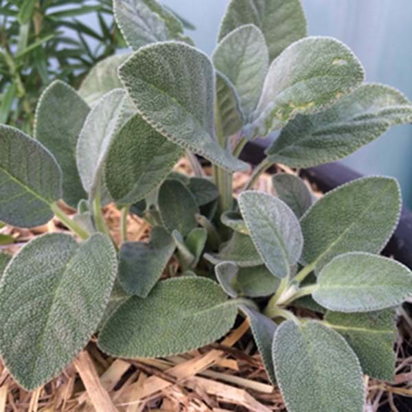How To Grow Sage - Eco Organic Garden