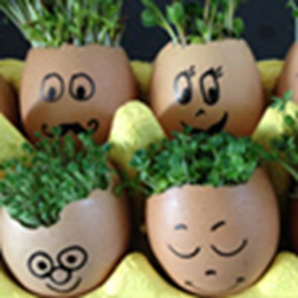 How to Grow an Egghead - Eco Organic Garden