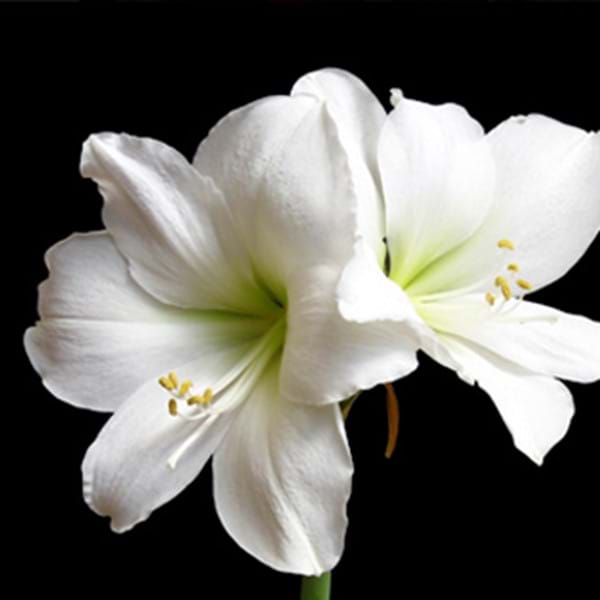 Summer Flowering Bulbs - Eco Organic Garden