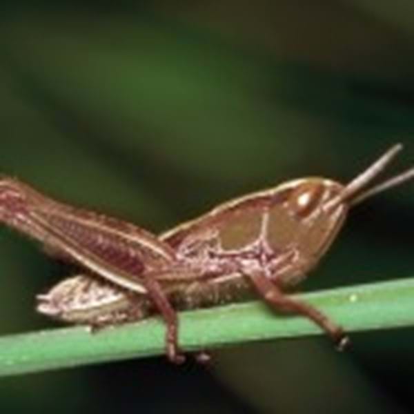 Lerps And Organic Control Methods Eco Organic Garden
