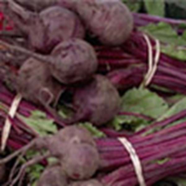 How To Grow Beetroot - Eco Organic Garden