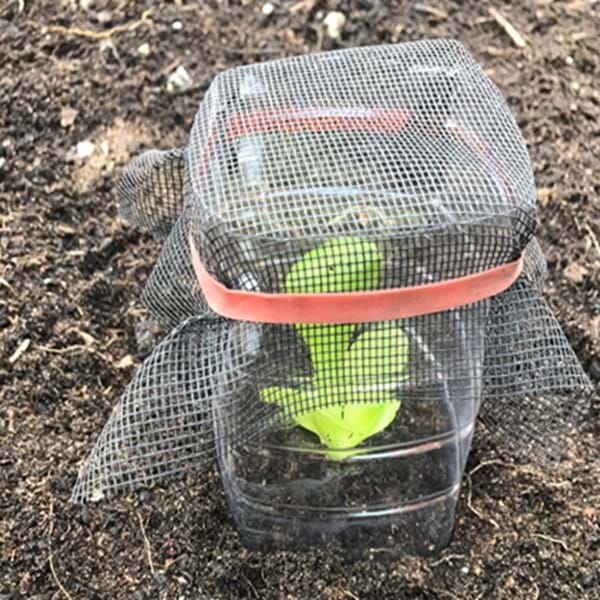 How to make seedling guards - Eco Organic Garden