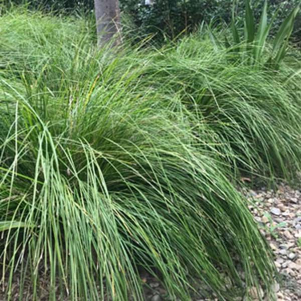 How To Grow Lomandra - Eco Organic Garden
