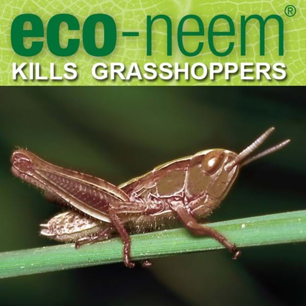 eco-neem now controls grasshoppers