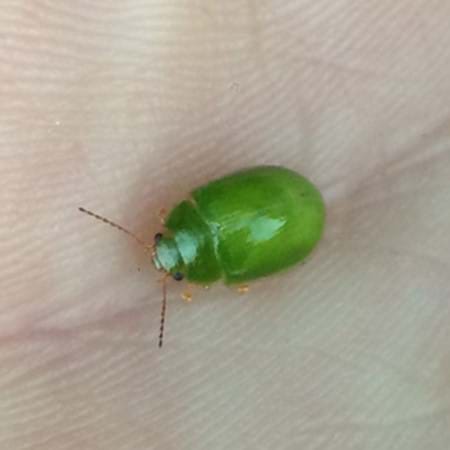 Organic Control of the Lilly Pilly Beetle - Eco Organic Garden