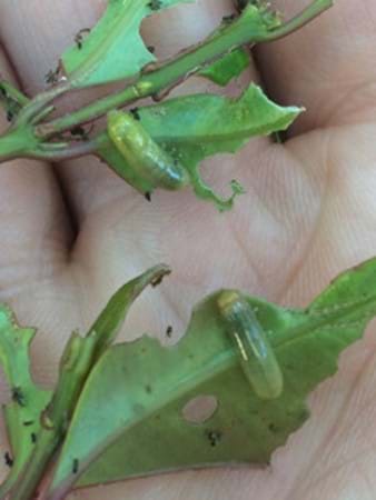 How To Grow Lilly Pillies - Eco Organic Garden